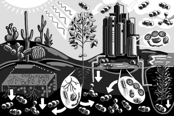 Biosequestration of Greenhouse Gases | EBRC Research Roadmap